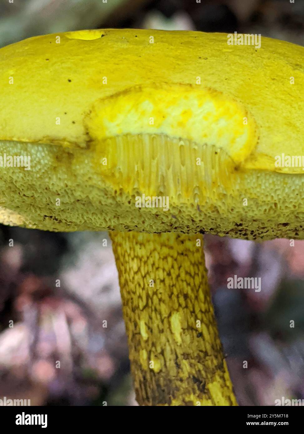 Ornate-stalked bolete (Retiboletus ornatipes) Fungi Stock Photo - Alamy