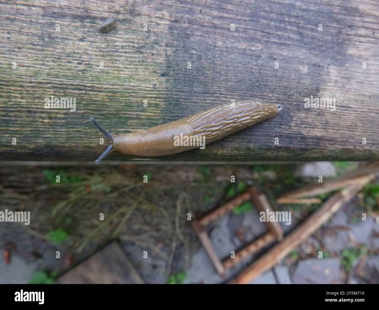 Spanish Slug (Arion vulgaris) Mollusca Stock Photo - Alamy