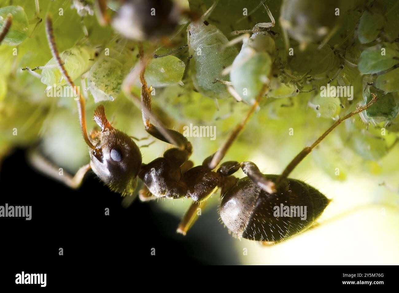 Hymenoptera ants hi-res stock photography and images - Alamy