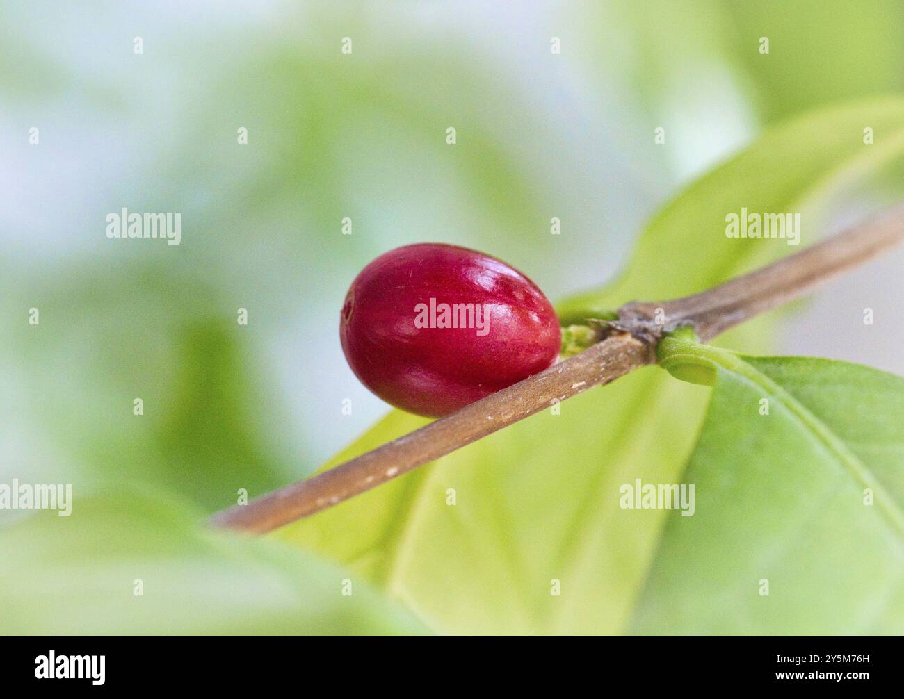 Growing coffee tree hi-res stock photography and images - Alamy