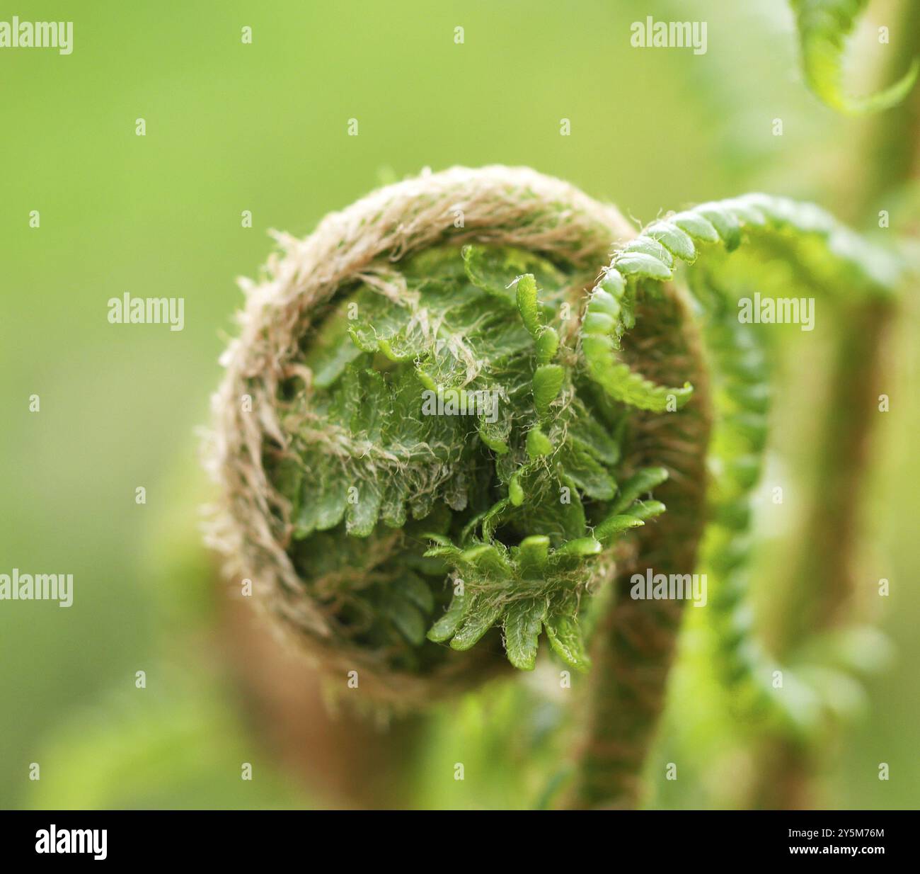 Fern, fern plant, nature, macro, green, leaf, fern leaf, forest, forest ...