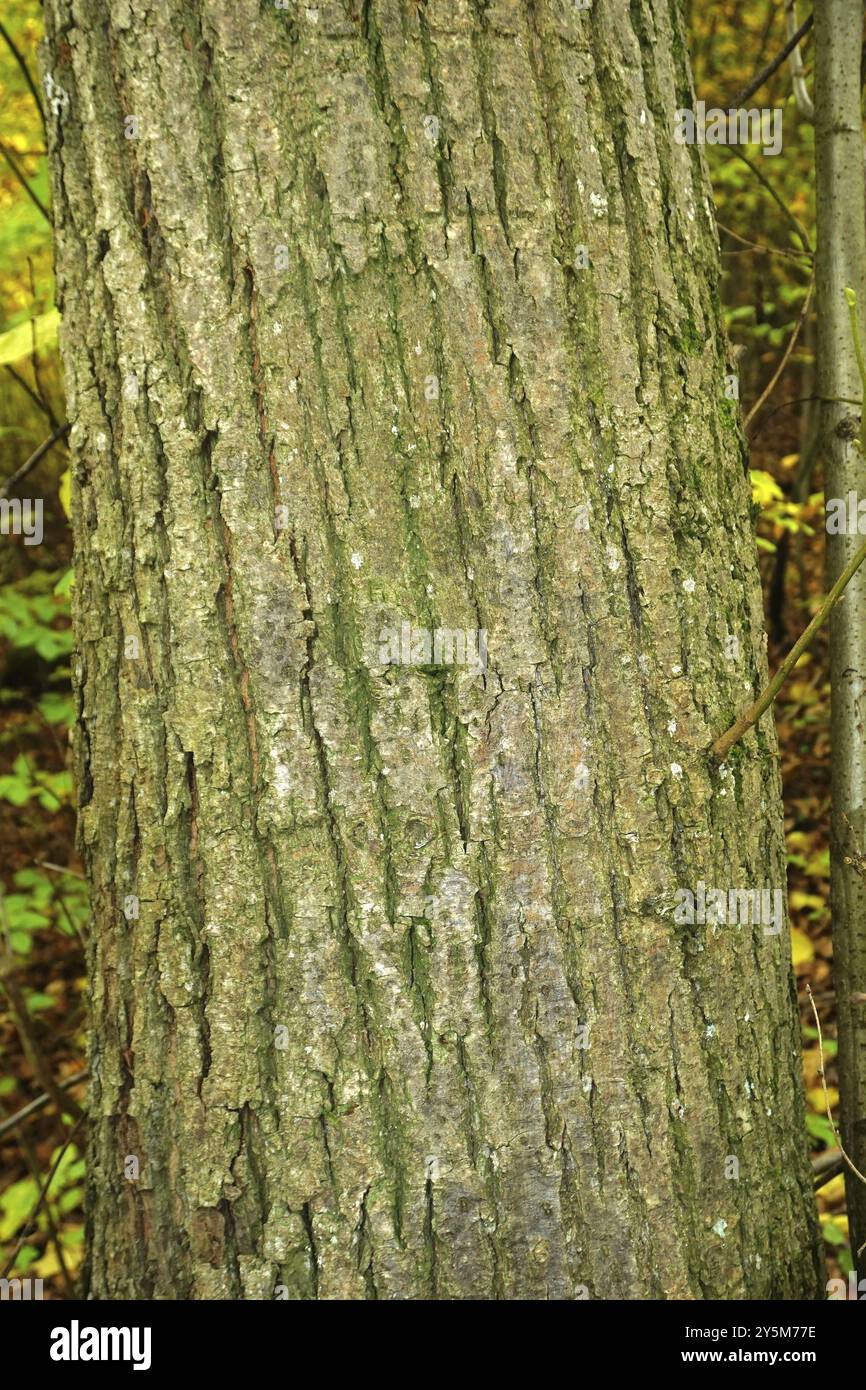 Summer lime tree, Tilia platyphyllos, lime tree, bark, bark Stock Photo ...