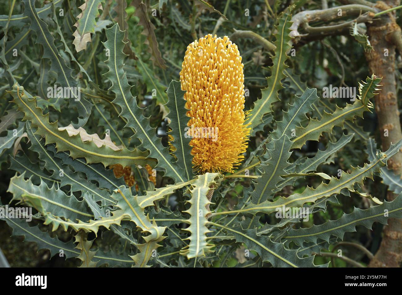 Banksia ashbyi, banksia, banksia, silver tree plant, golden banksia ...