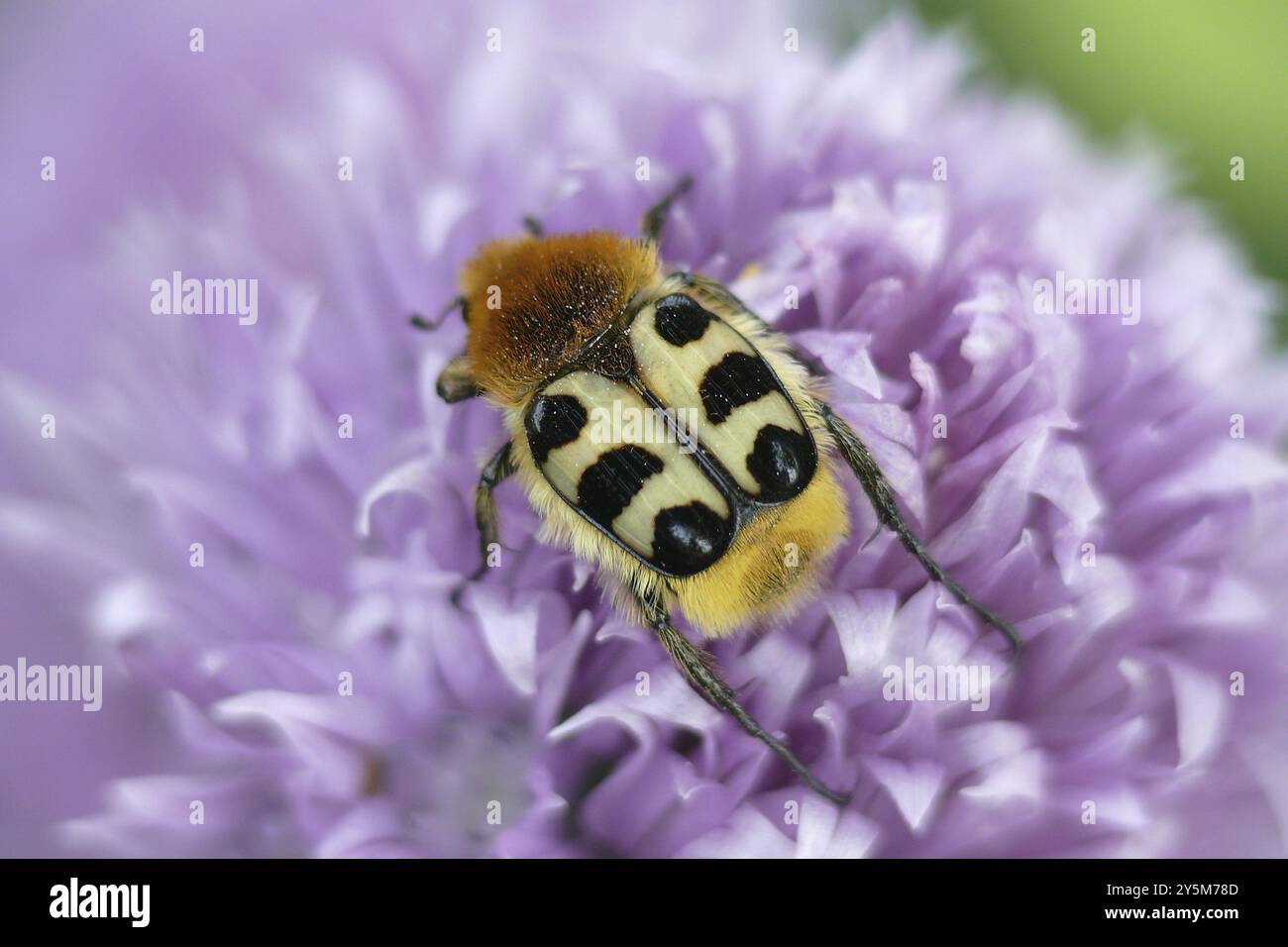 Beetle in its habitat hi-res stock photography and images - Alamy