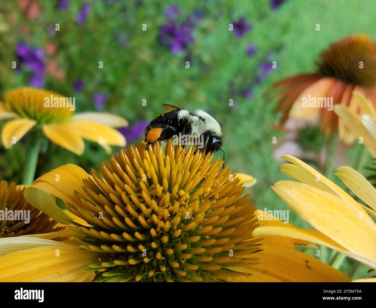 Common Eastern Bumble Bee (Bombus impatiens) Insecta Stock Photo - Alamy