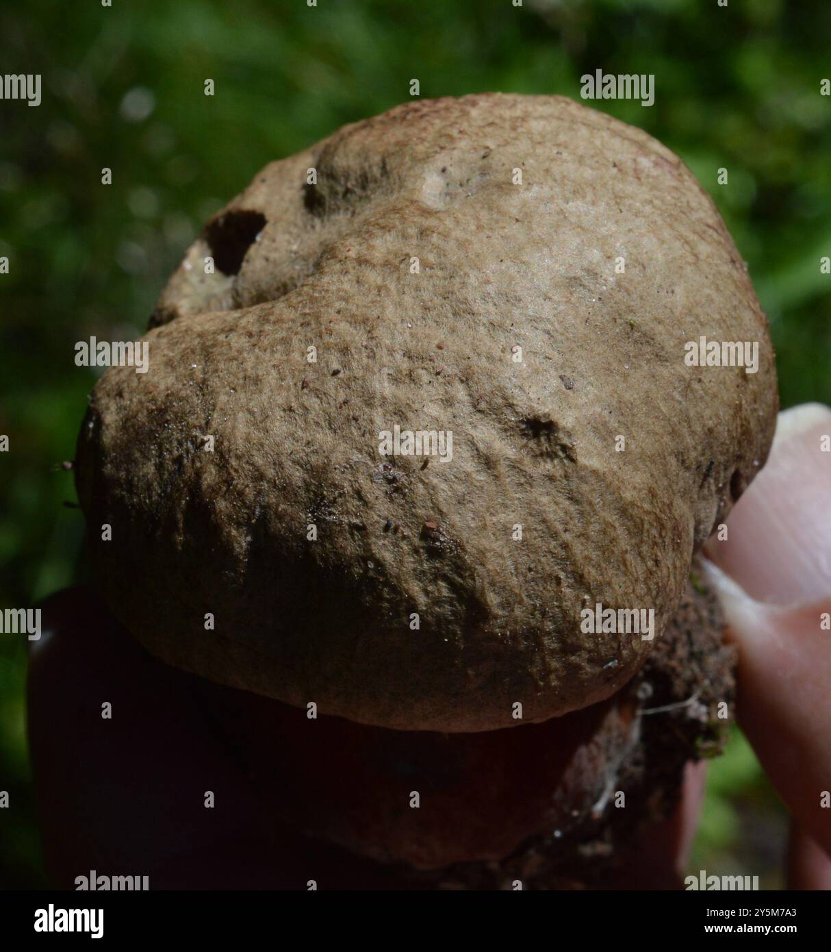 Bitter Beech Bolete (Caloboletus calopus) Fungi Stock Photo - Alamy