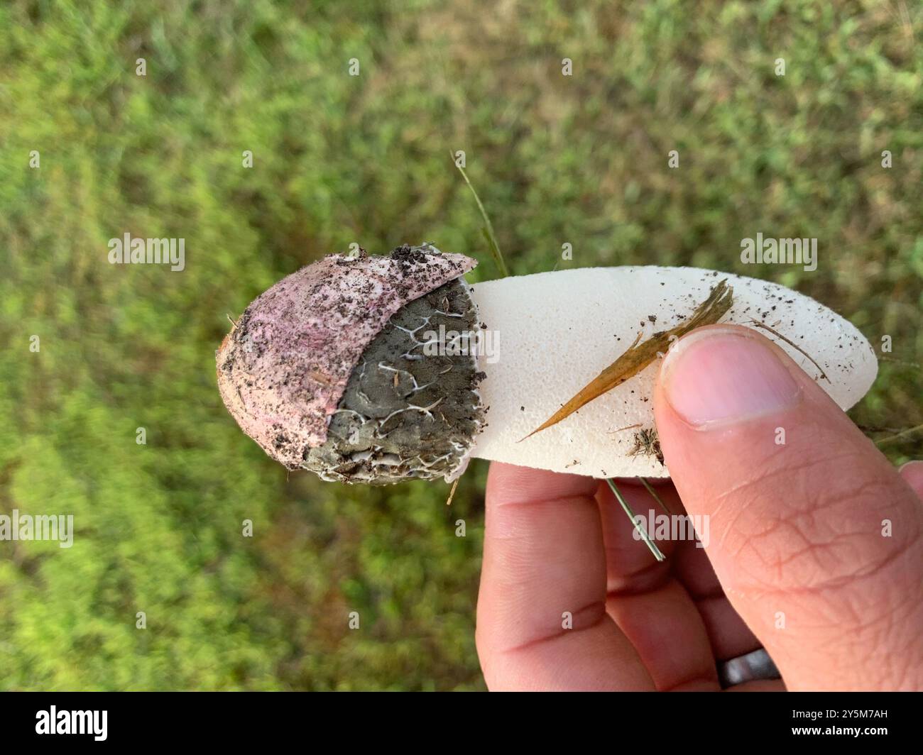 dune stinkhorn (Phallus hadriani) Fungi Stock Photo - Alamy