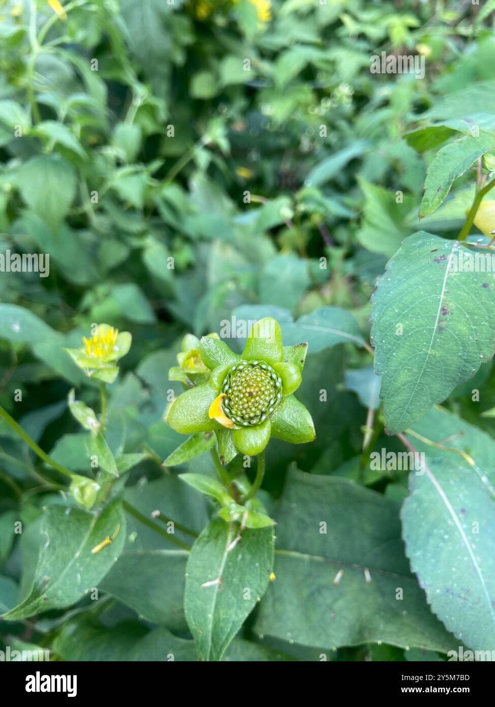 cup plant (Silphium perfoliatum) Plantae Stock Photo - Alamy