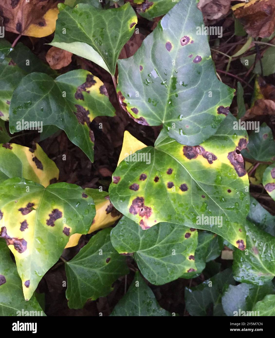 Xanthomonas campestris hi-res stock photography and images - Alamy