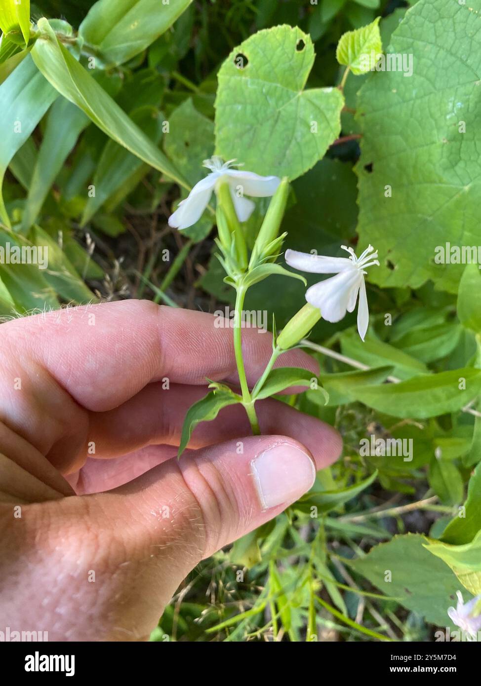 common soapwort (Saponaria officinalis) Plantae Stock Photo - Alamy