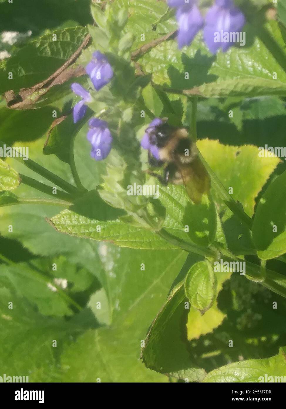 Lemon Cuckoo Bumble Bee (Bombus citrinus) Insecta Stock Photo - Alamy
