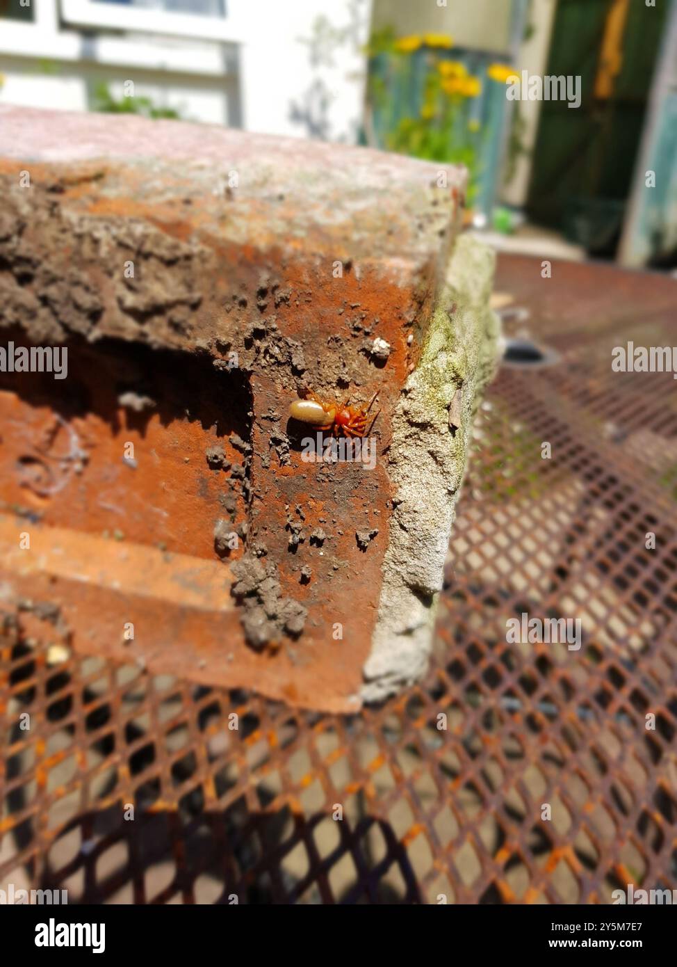 Woodlouse Hunter Spiders (Dysderidae) Arachnida Stock Photo - Alamy