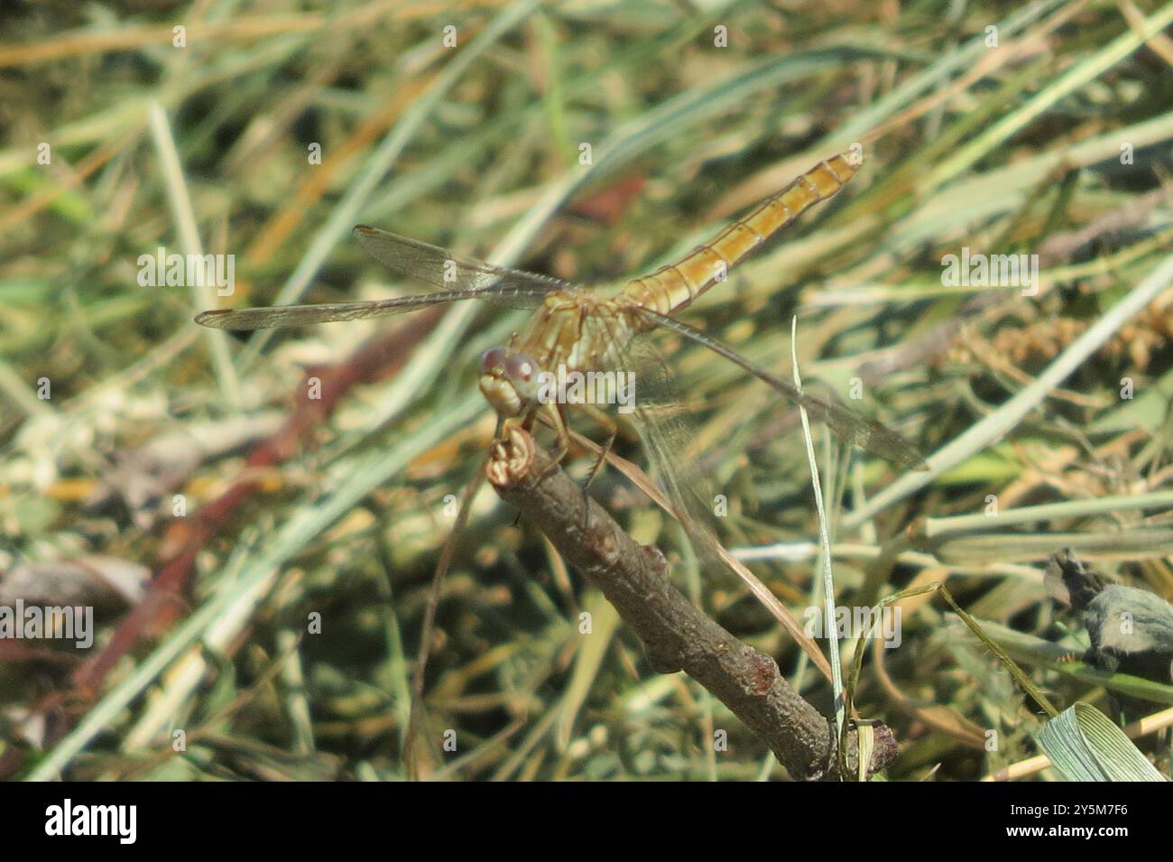 Southern Skimmer (Orthetrum brunneum) Insecta Stock Photo - Alamy
