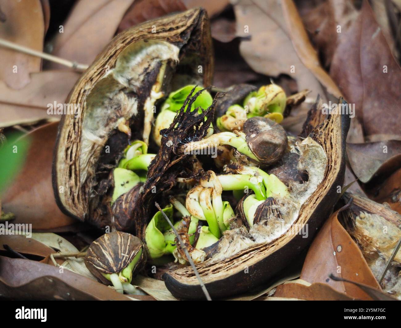 saba nut tree (Pachira glabra) Plantae Stock Photo - Alamy