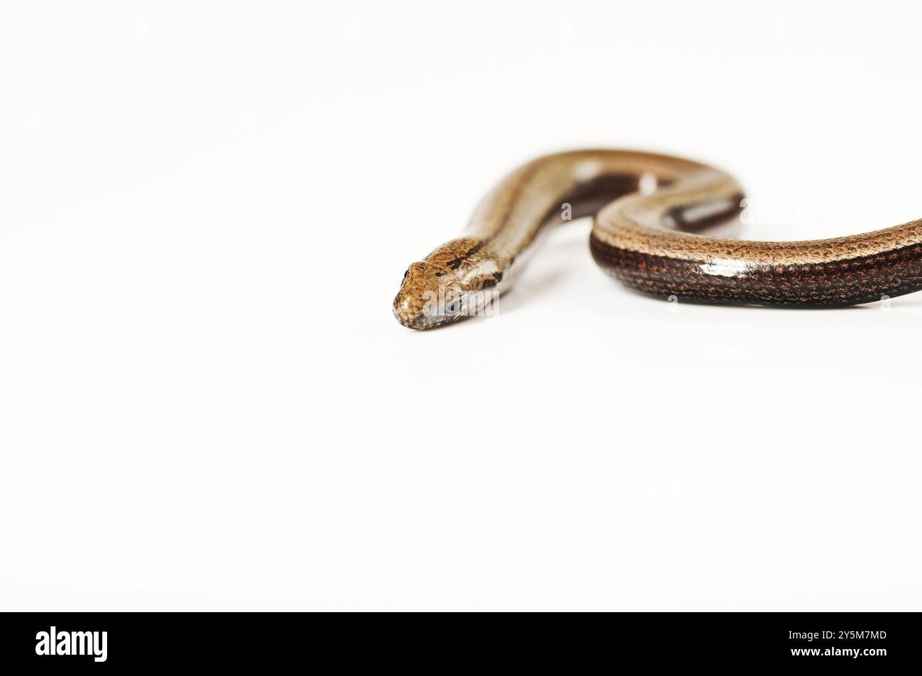 Young slow worm Stock Photo - Alamy