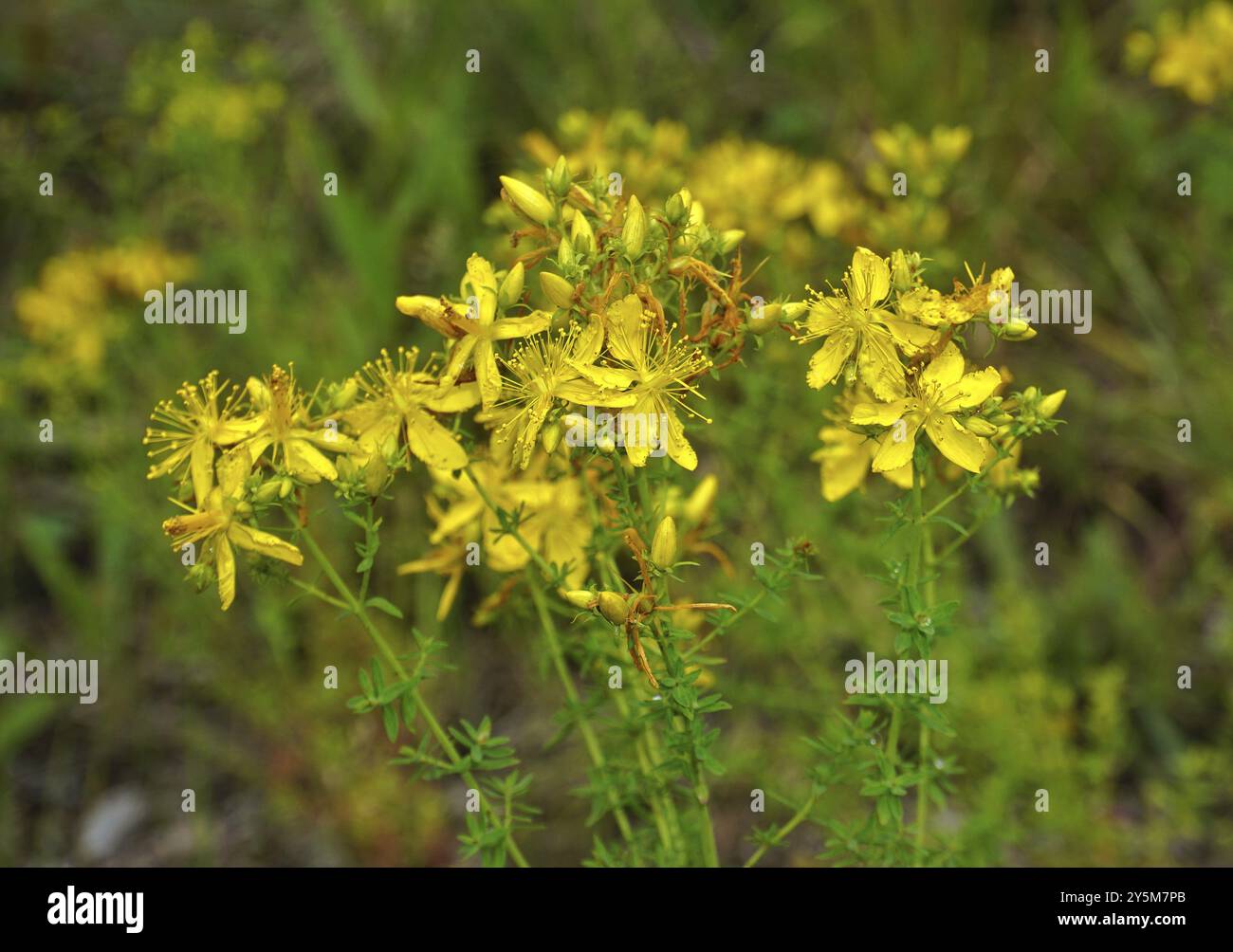 Common St John's wort, Hypericum perforatum, amber, St John's wort ...