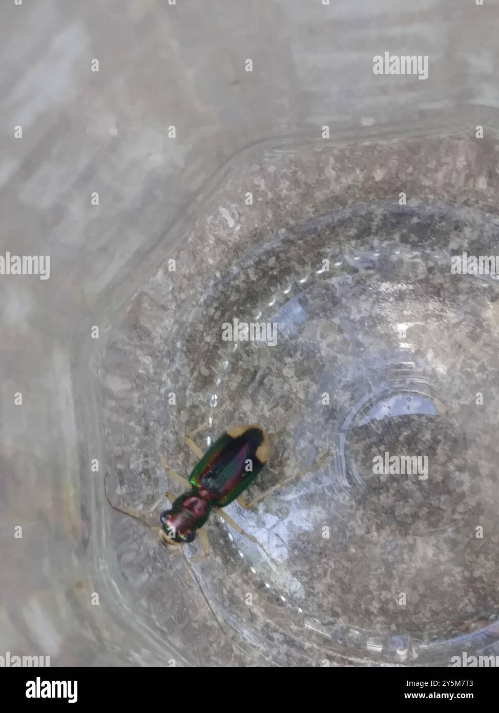 Carolina Metallic Tiger Beetle (Tetracha carolina) Insecta Stock Photo ...