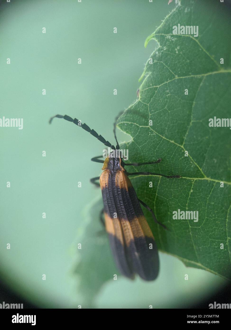 Reticulated Net-winged Beetle (Calopteron reticulatum) Insecta Stock ...
