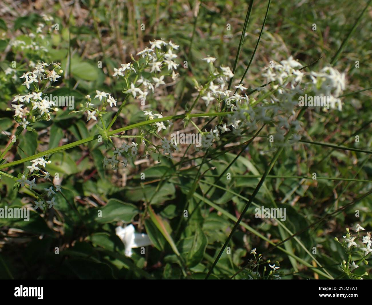 white bedstraw (Galium album) Plantae Stock Photo - Alamy