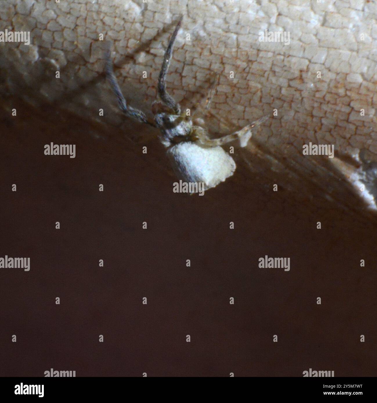 Hackled Orbweavers (Uloboridae) Arachnida Stock Photo - Alamy