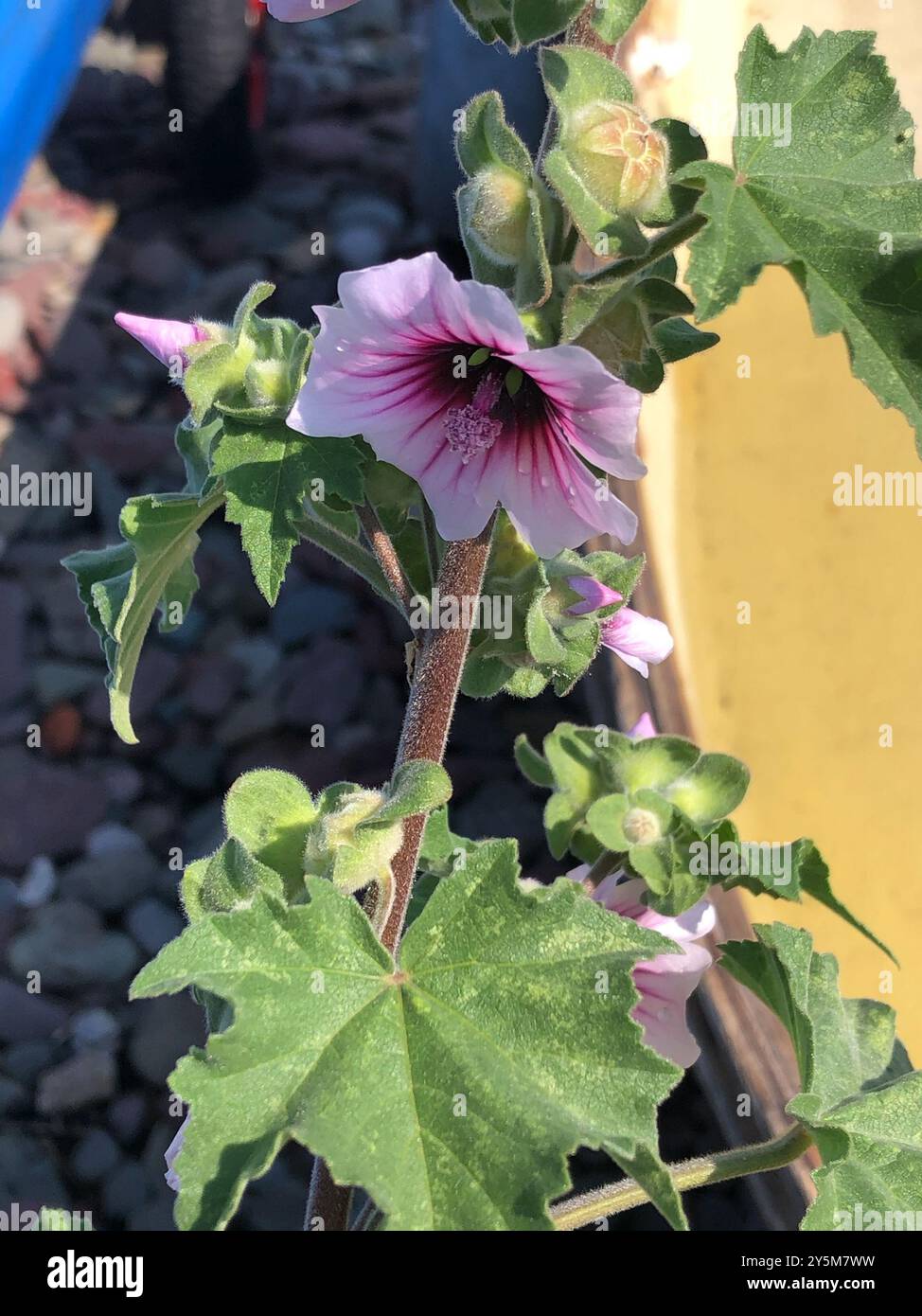 Tree Mallow (Malva arborea) Plantae Stock Photo - Alamy