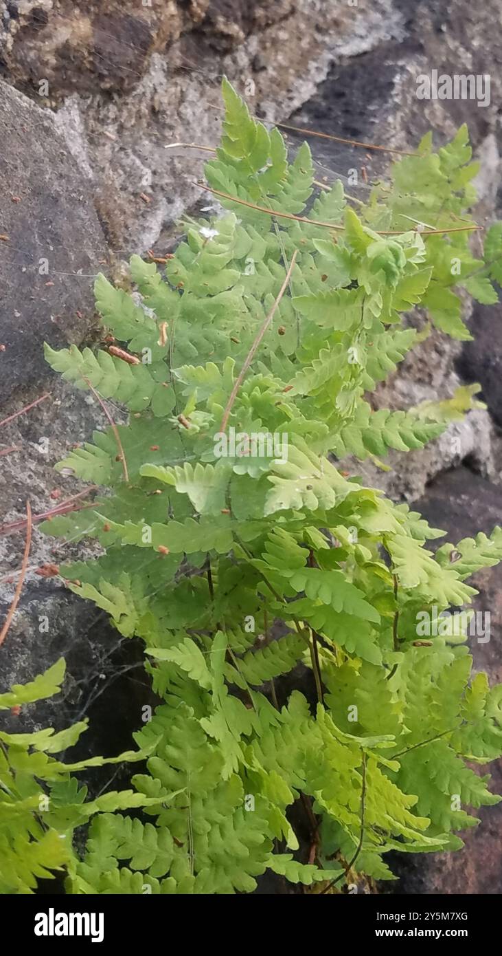 Eastern American marsh fern (Thelypteris palustris pubescens) Plantae ...