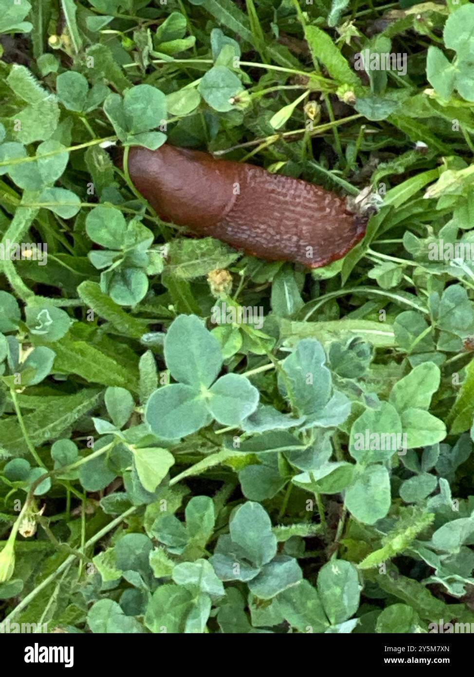 Black Slug (Arion ater) Mollusca Stock Photo - Alamy