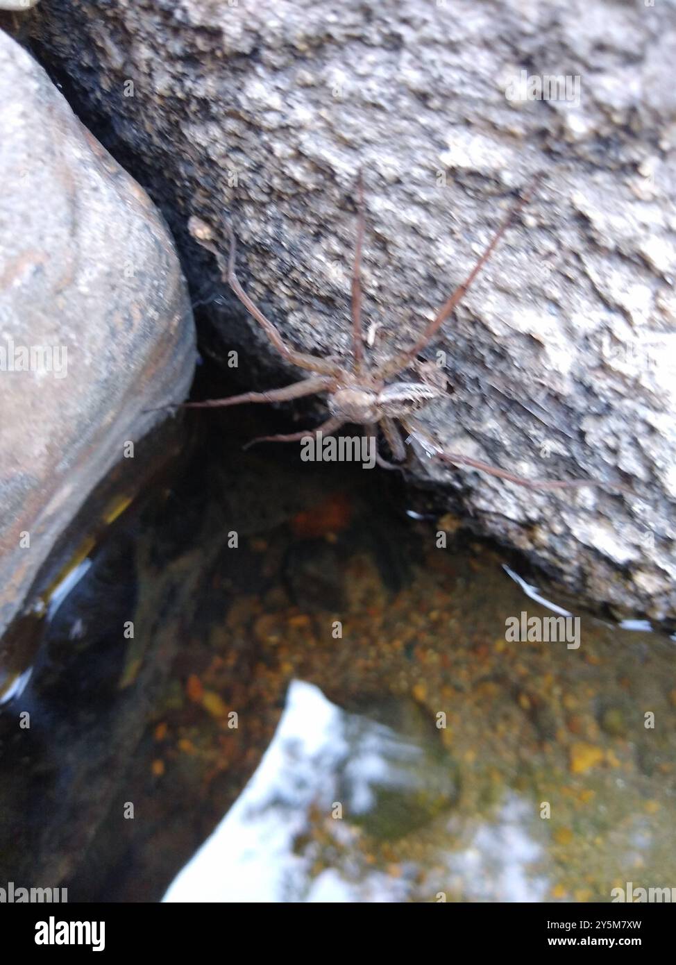 Striped Fishing Spider (Dolomedes scriptus) Arachnida Stock Photo - Alamy