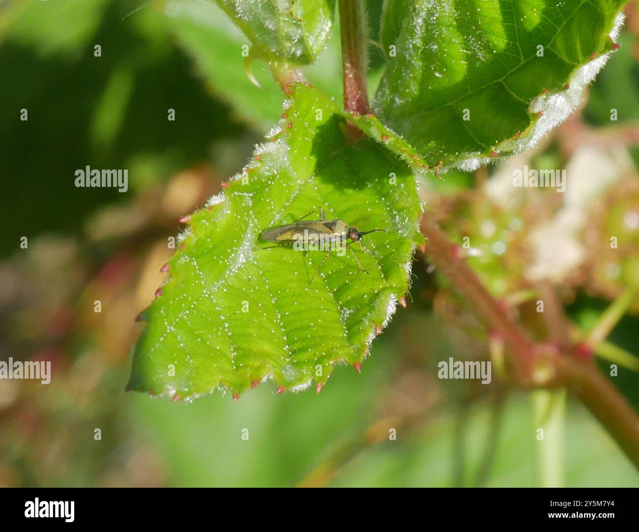 Common Nettle Flower Bug (Plagiognathus arbustorum) Insecta Stock Photo ...