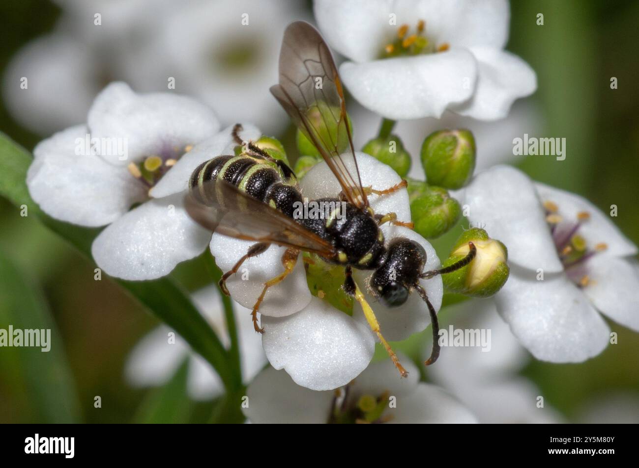 Typical Weevil Wasps and Allies (Cerceris) Insecta Stock Photo - Alamy