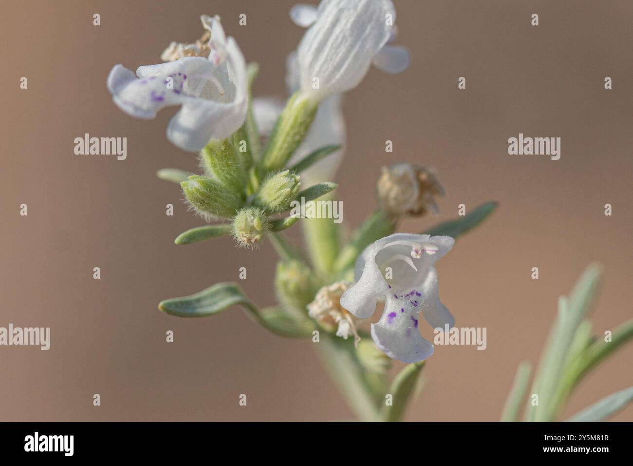 Frosted Mint (Poliomintha incana) Plantae Stock Photo - Alamy