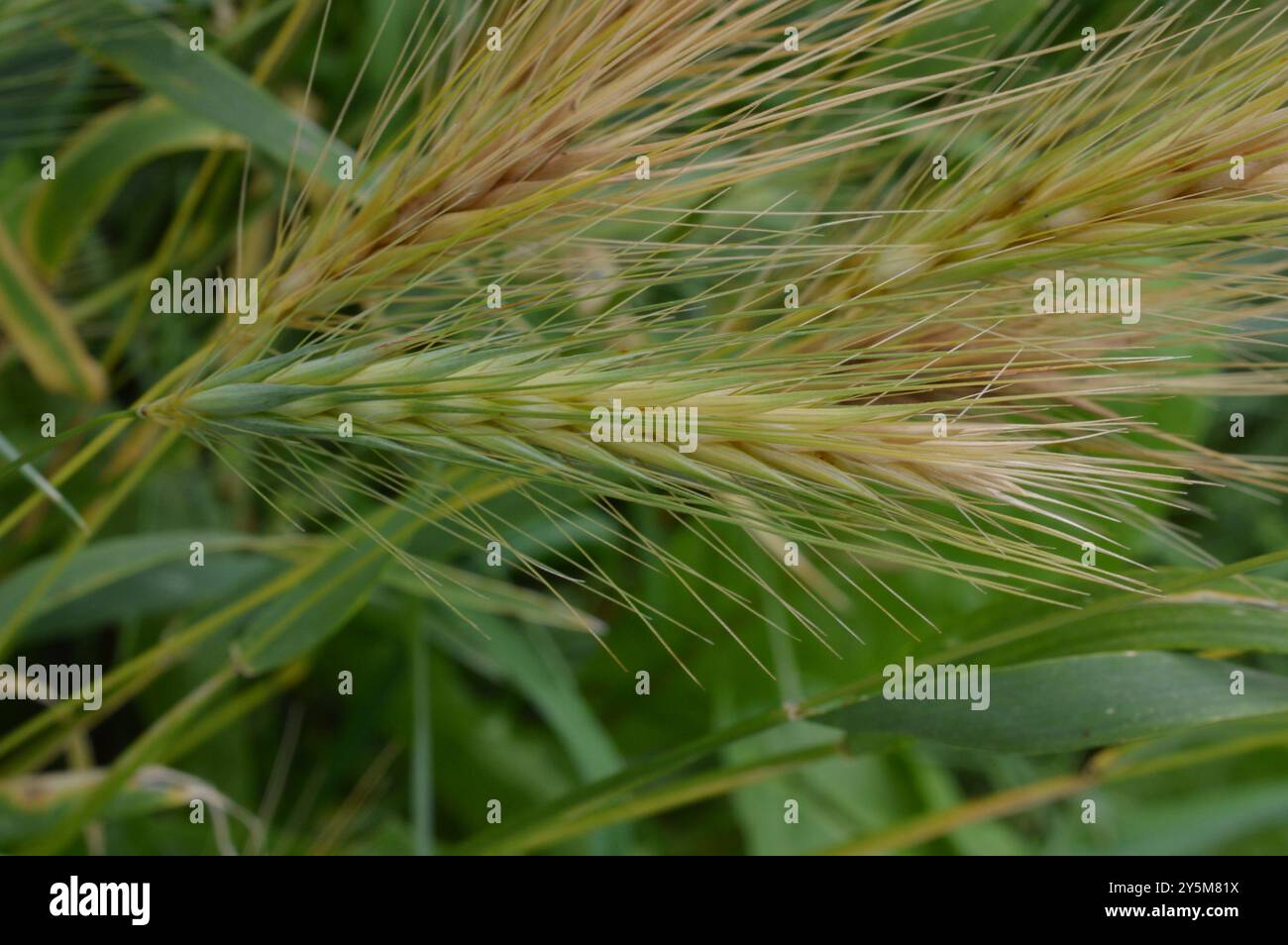 wall barley (Hordeum murinum) Plantae Stock Photo - Alamy