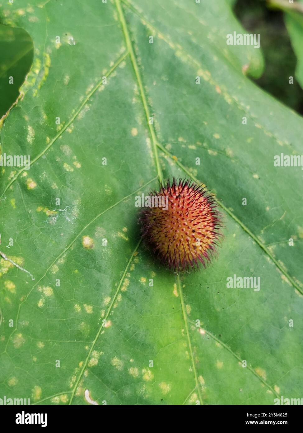 Hedgehog Gall Wasp (Acraspis erinacei) Insecta Stock Photo - Alamy