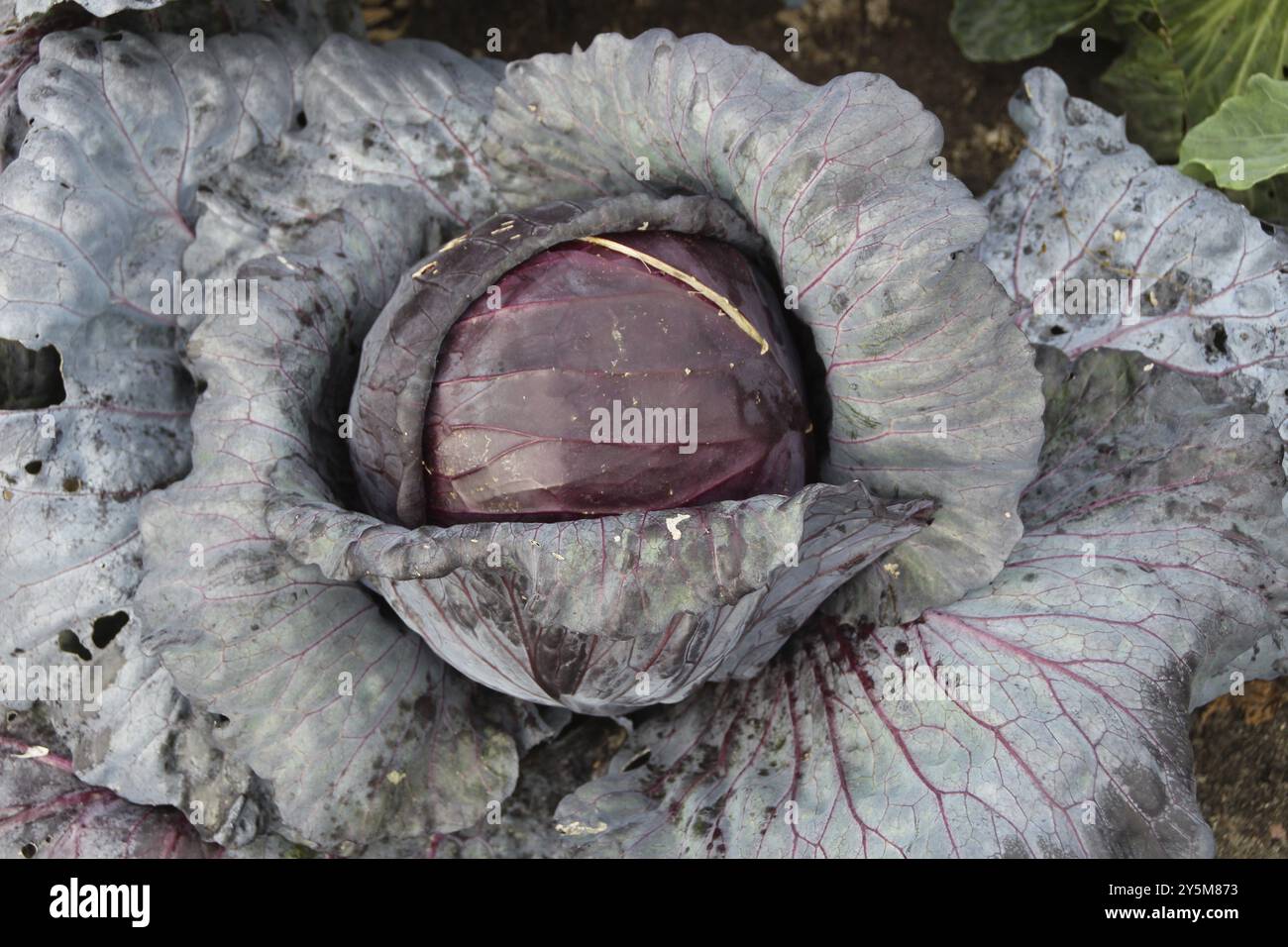 A head of red cabbage in front of harvesting in a garden Stock Photo ...