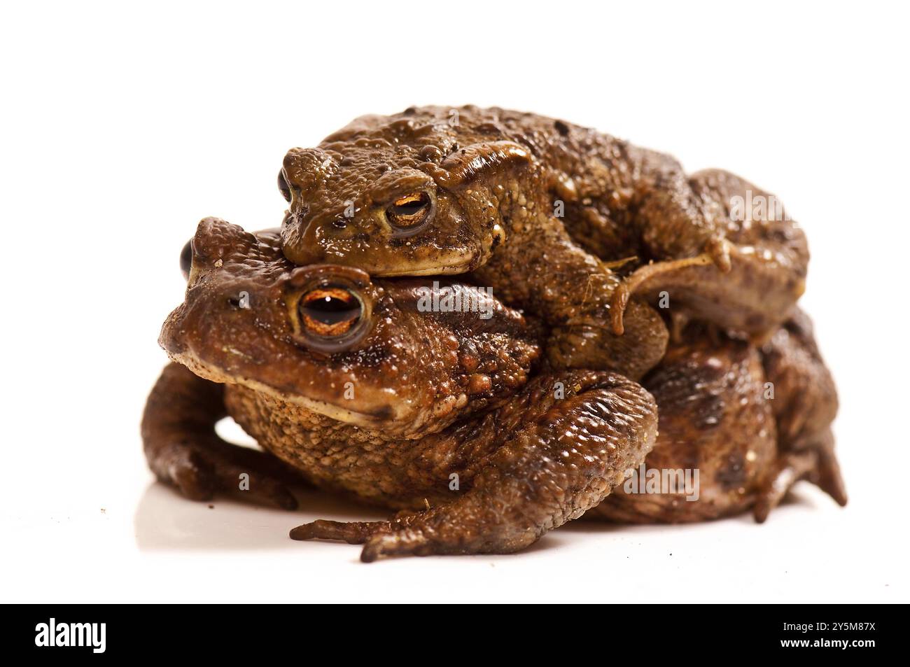 Two toads, piggyback on a white background Stock Photo - Alamy