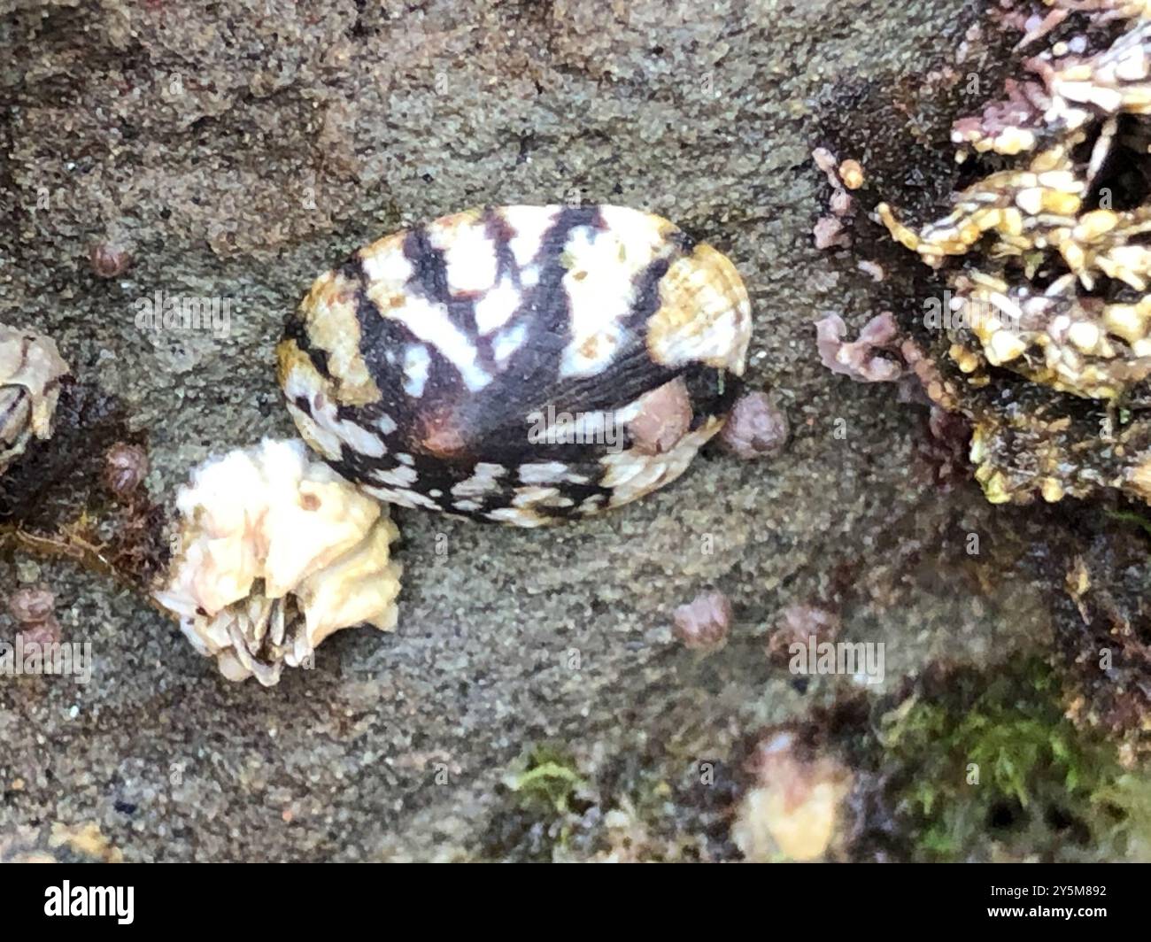 Fingered Limpet (Lottia digitalis) Mollusca Stock Photo - Alamy