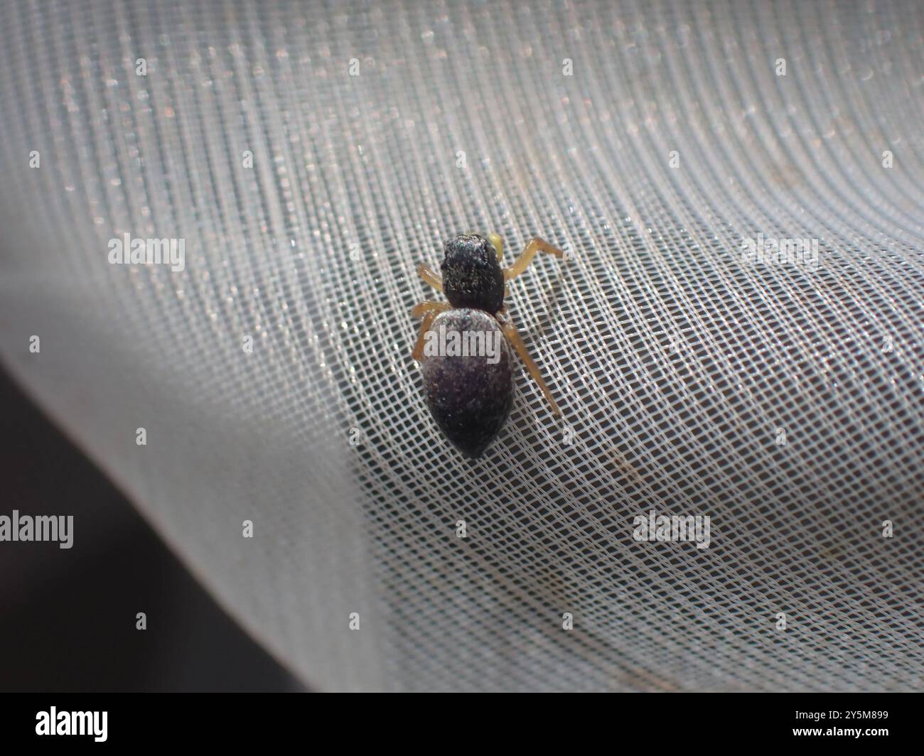 Sun Jumping Spiders (Heliophanus) Arachnida Stock Photo - Alamy