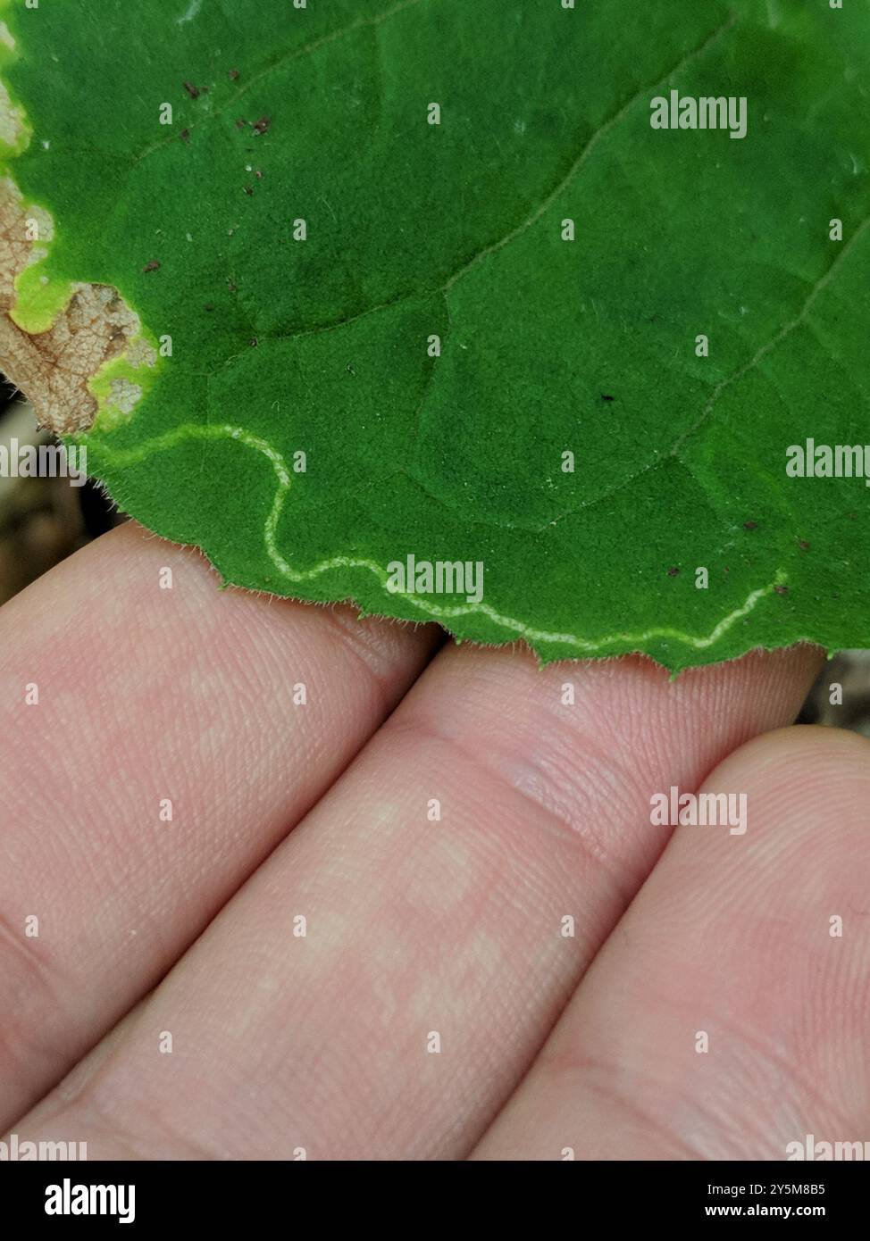 Aster Tentiform Blotchminer (Acrocercops astericola) Insecta Stock ...