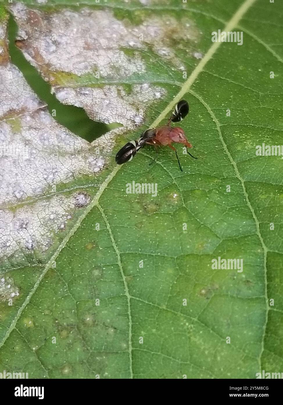 Common Picture-winged Fly (Delphinia picta) Insecta Stock Photo - Alamy