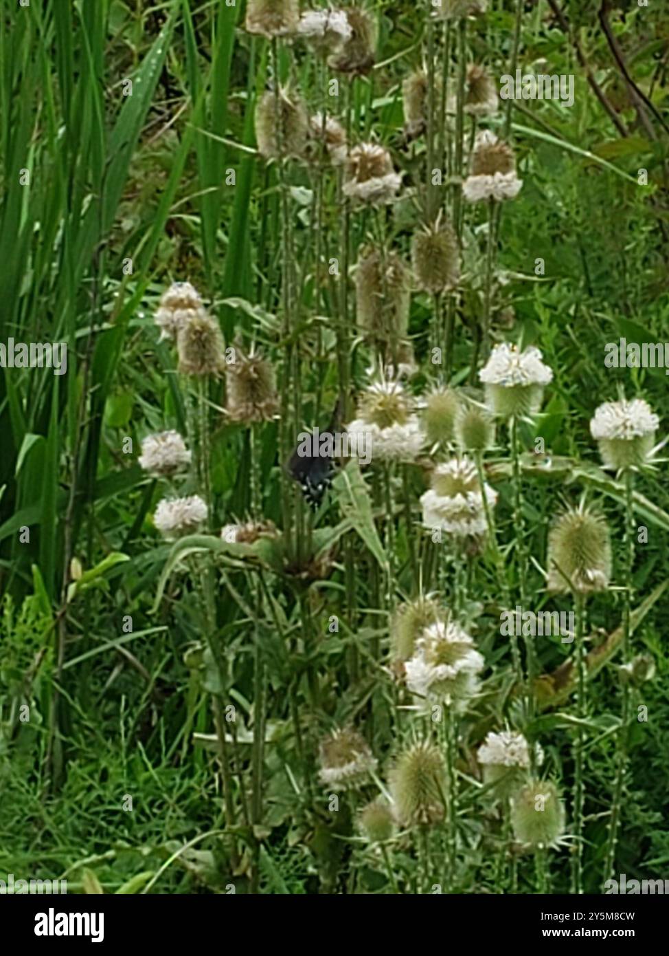cutleaf teasel (Dipsacus laciniatus) Plantae Stock Photo - Alamy
