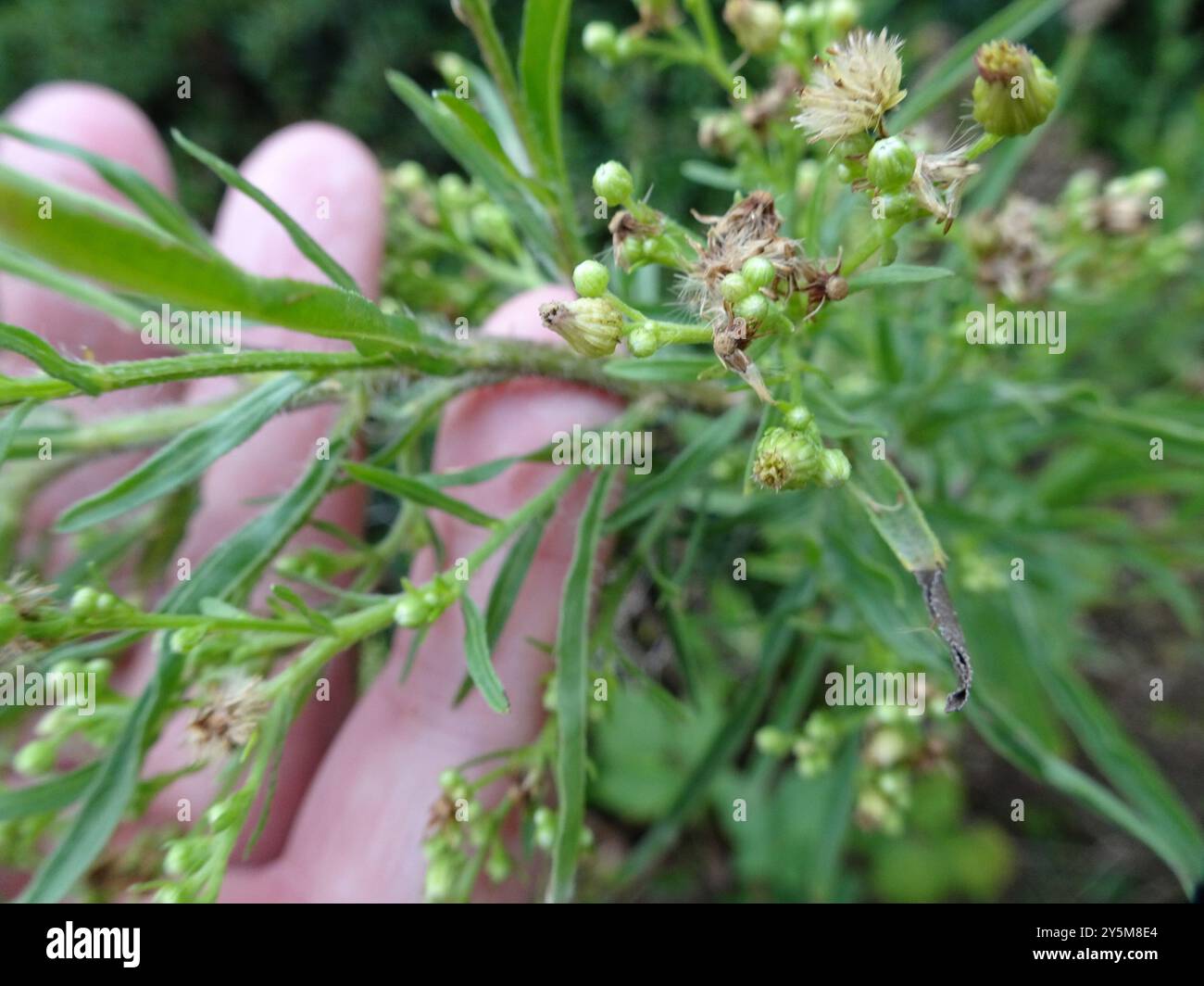 Tall Fleabane (Erigeron floribundus) Plantae Stock Photo - Alamy