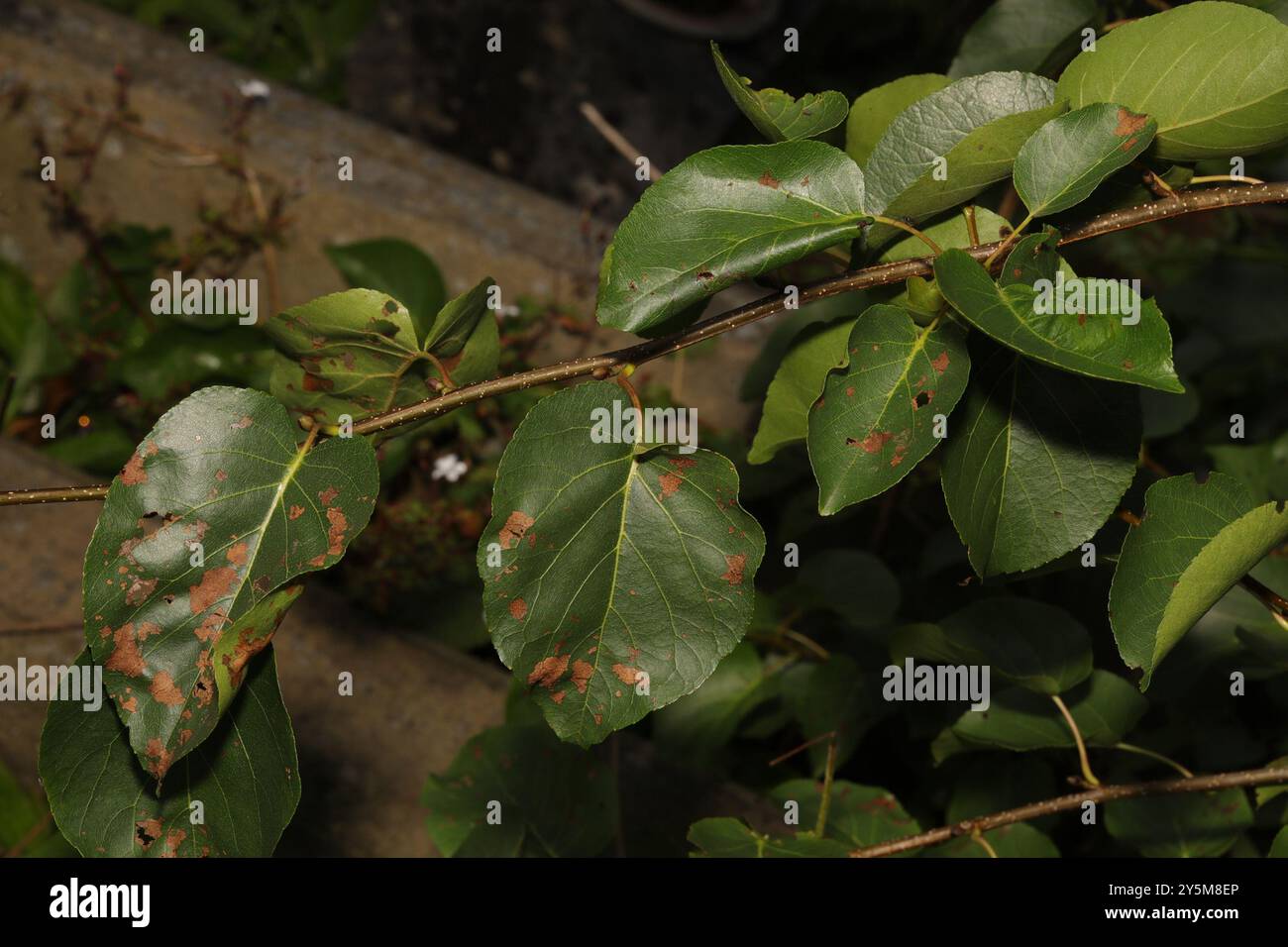 European Wild Apple (Malus sylvestris) Plantae Stock Photo - Alamy