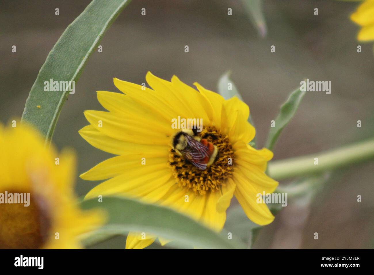 Hunt's Bumble Bee (Bombus huntii) Insecta Stock Photo - Alamy
