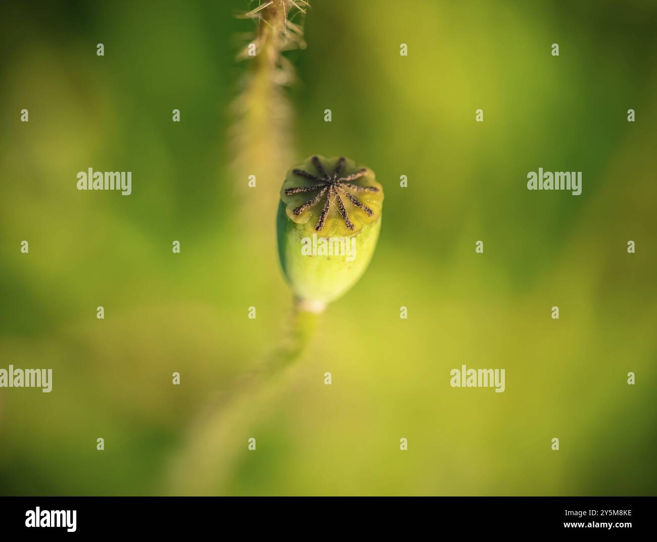 Poppy seed capsule Stock Photo - Alamy