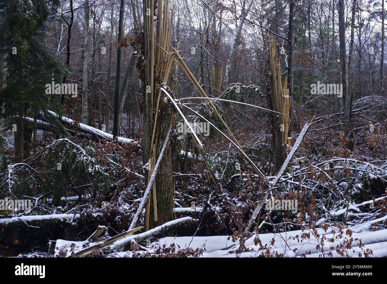 Storm damage in the forest, Storm damage in the forest Stock Photo - Alamy