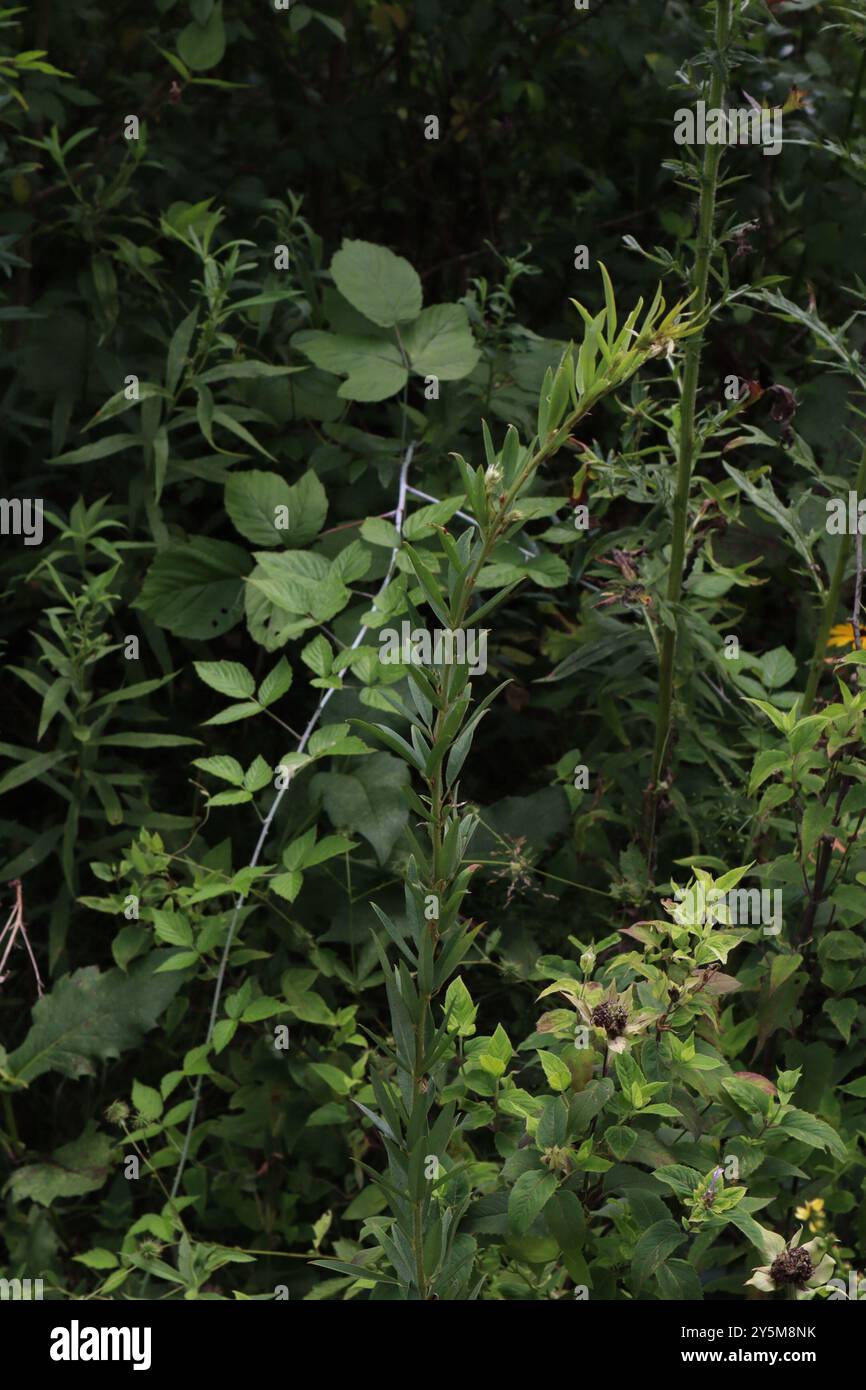 evening primrose family (Onagraceae) Plantae Stock Photo - Alamy
