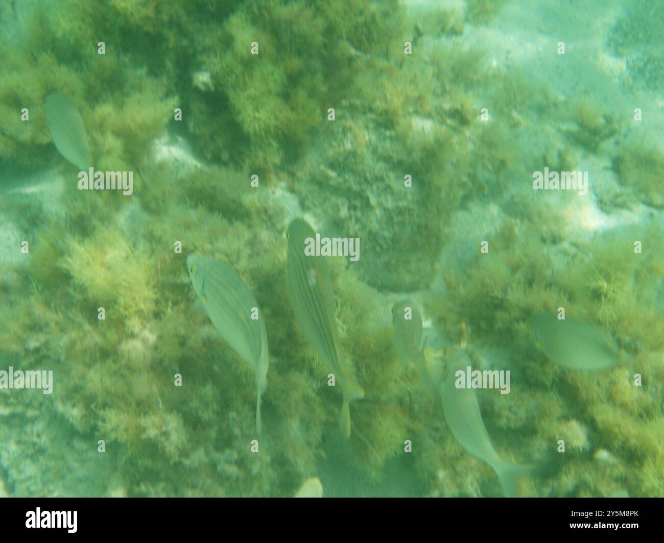 Salema Porgy (Sarpa salpa) Actinopterygii Stock Photo - Alamy