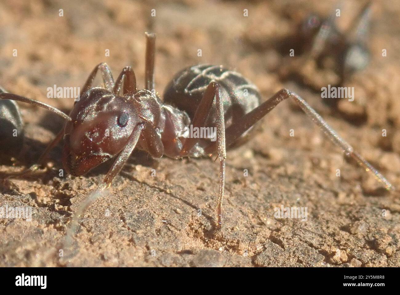 Large Pugnacious Ant (Anoplolepis custodiens) Insecta Stock Photo - Alamy