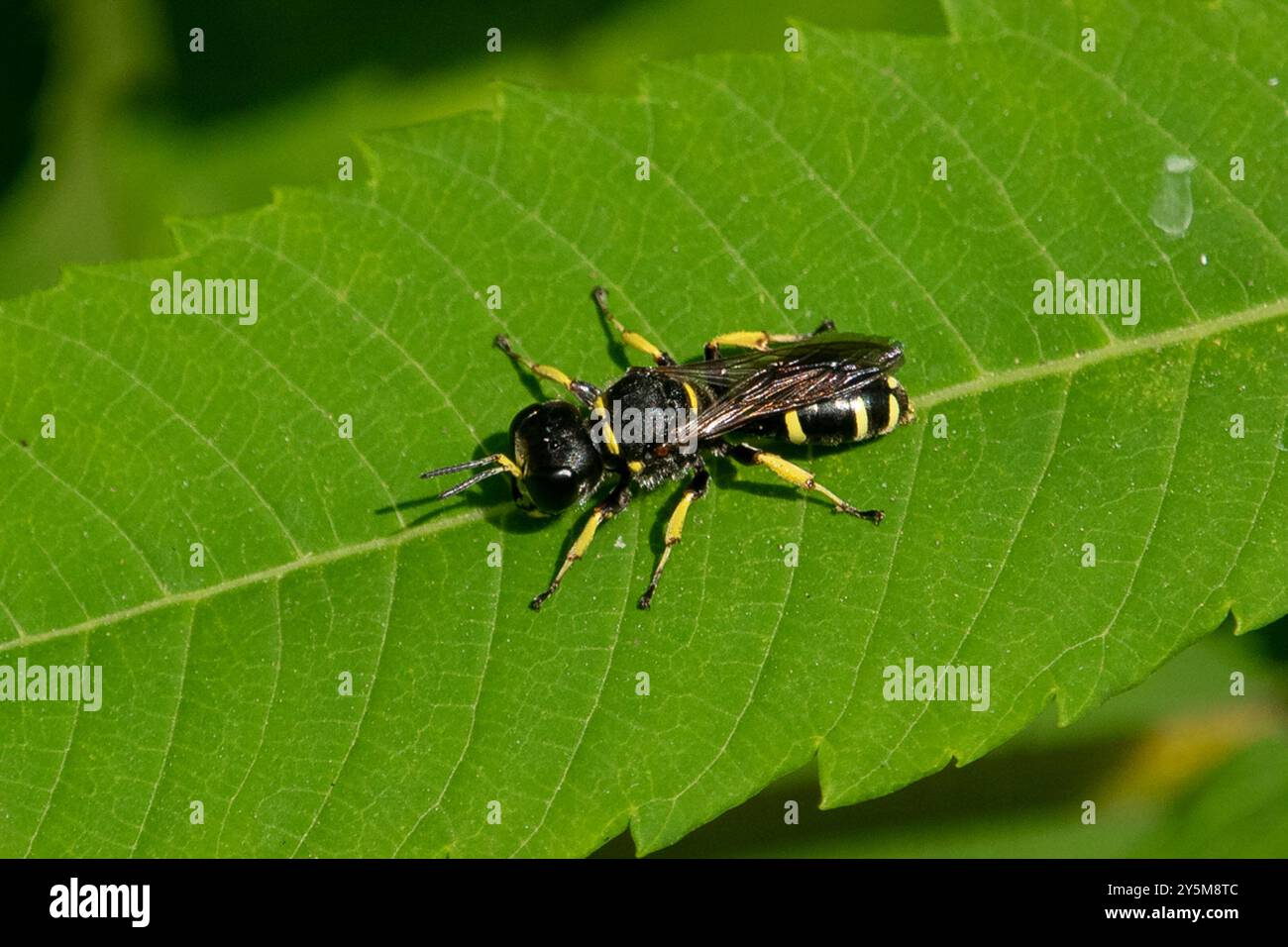 Common Ectemnius (Ectemnius continuus) Insecta Stock Photo - Alamy