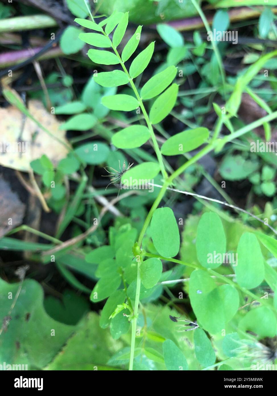 Wood Vetch (Vicia sylvatica) Plantae Stock Photo - Alamy